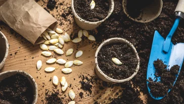 Best seed compost: Specialist blends for your seeds and seedlings ...