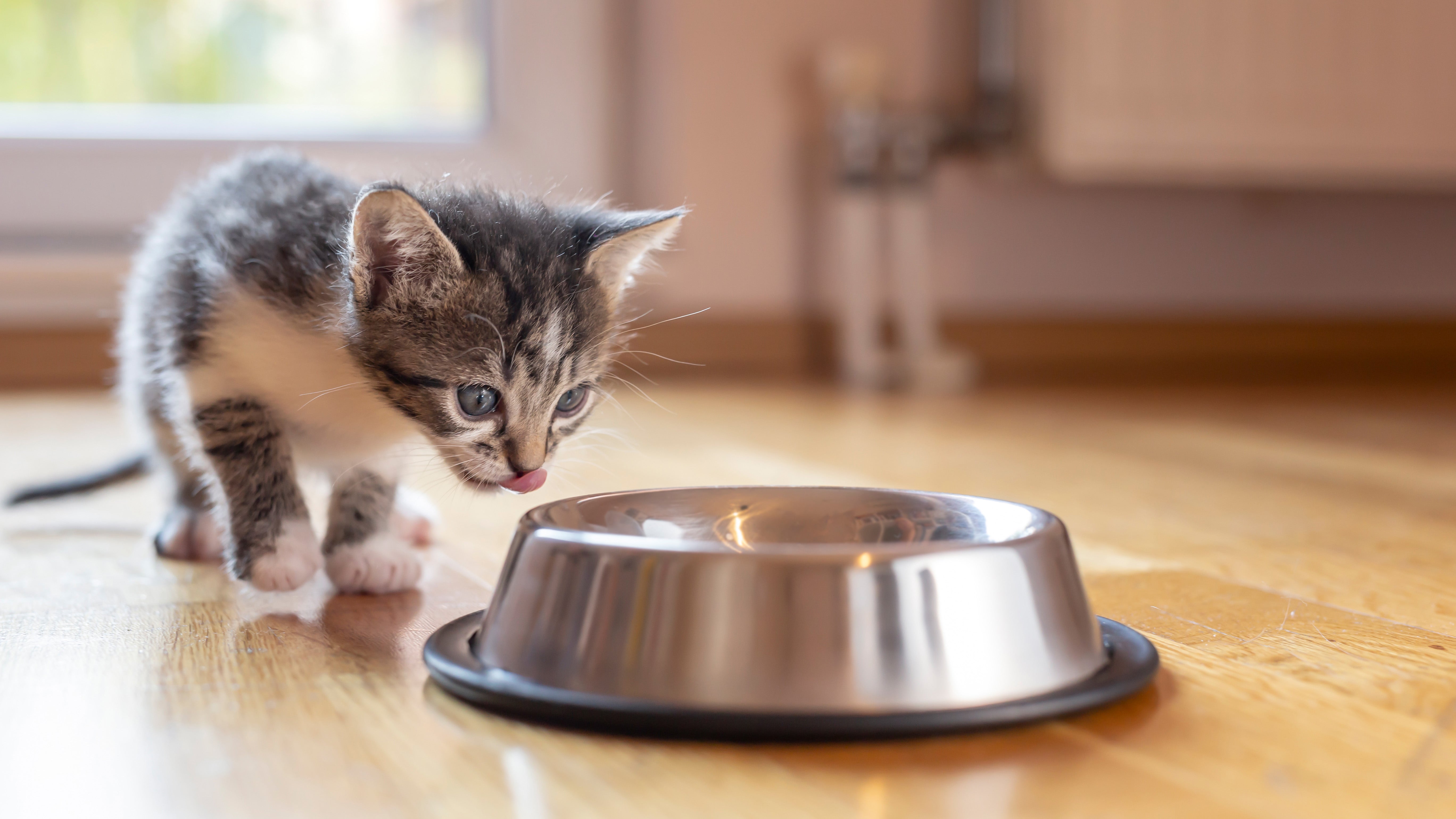 Best Cat Food For Indoor Kittens Online Best Cat Food For Indoor Kittens Online