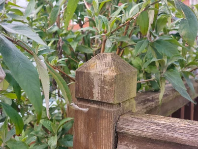 Nothing Phone (3a) and (3a) Pro review: Two's a crowd | Expert Reviews UK